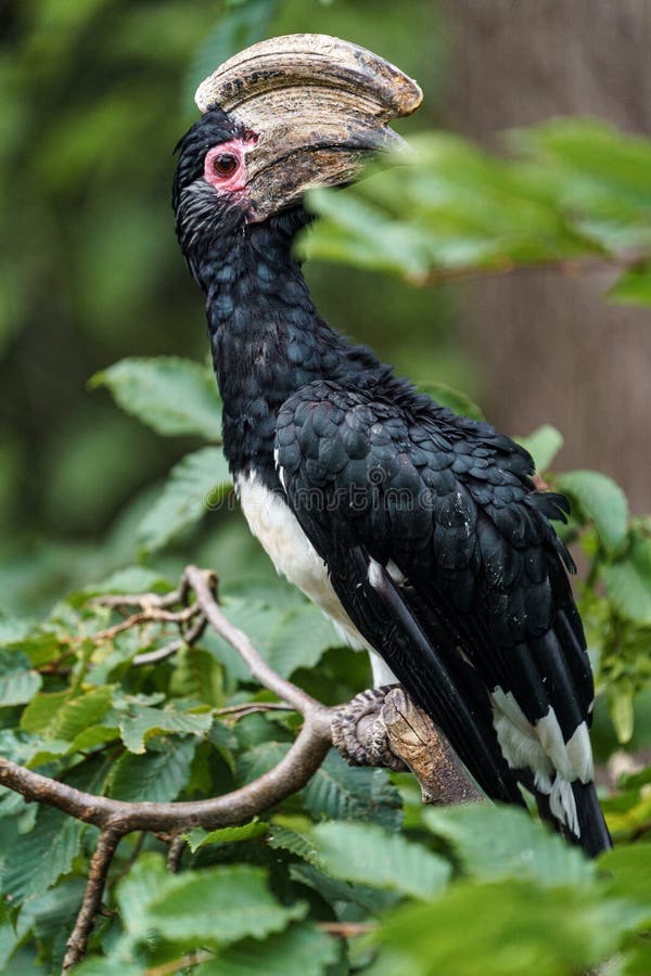 Trumpeter Hornbill stock photo. Image of natural, beak - 269861354