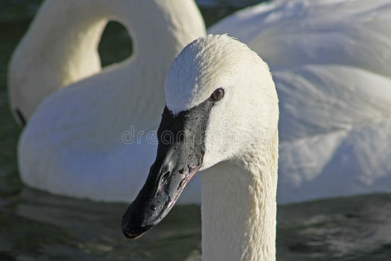 Trumpeter Swan Cygnet stock image. Image of bend, preening - 12167783