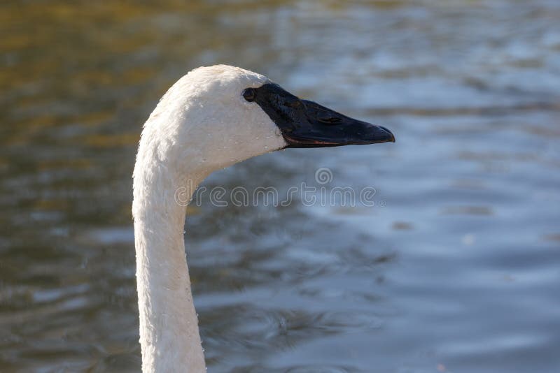 Trumpeter Swan bird stock image. Image of water, avian - 128019301