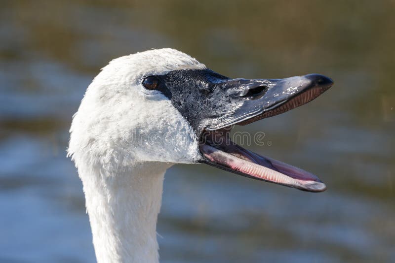 Trumpeter Swan bird stock photo. Image of trumpeter - 128019342