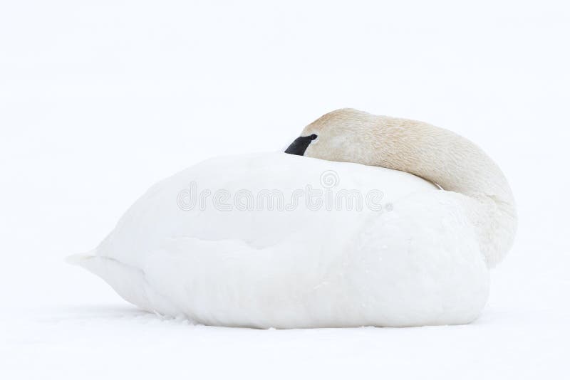 Trumpeter Swan Curled Up in Snow Stock Image - Image of snow, waterfowl ...