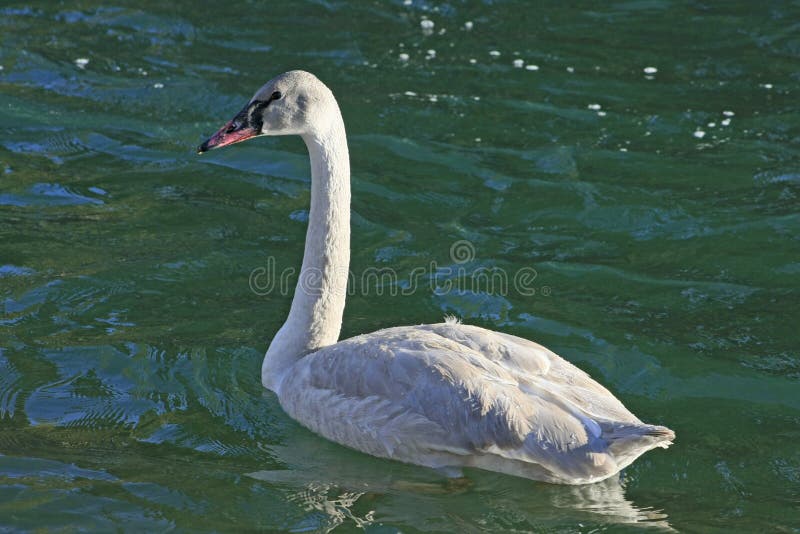 Trumpeter Swan Cygnet stock image. Image of bend, preening - 12167783