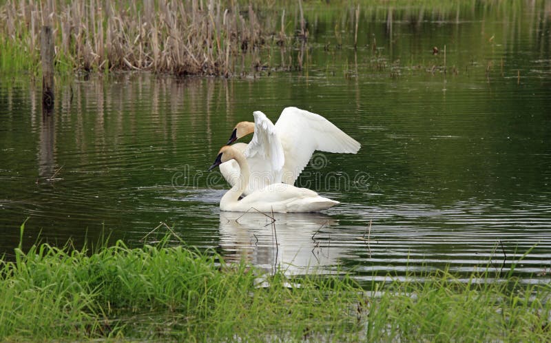 Trumpeter Swan stock image. Image of rivers, swamp, fluffing - 32810673