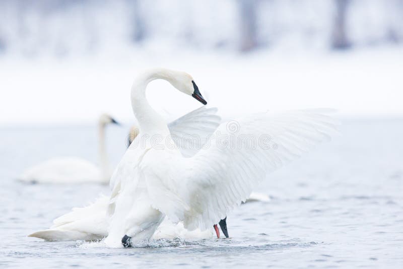 Trumpeter Swan Fanning Himself Stock Photo - Image of animals, fanning ...