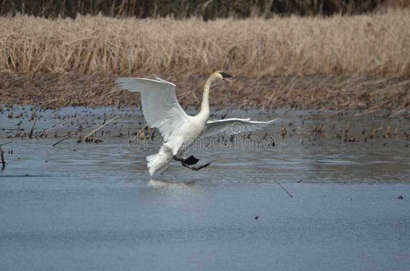 Trumpeter Swan in flight stock photo. Image of horizontal - 176183320
