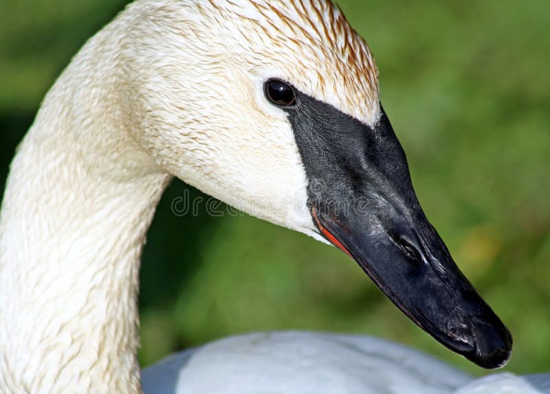 The Trumpeter Swan with Its Distinctive Black Beak Stock Photo - Image ...