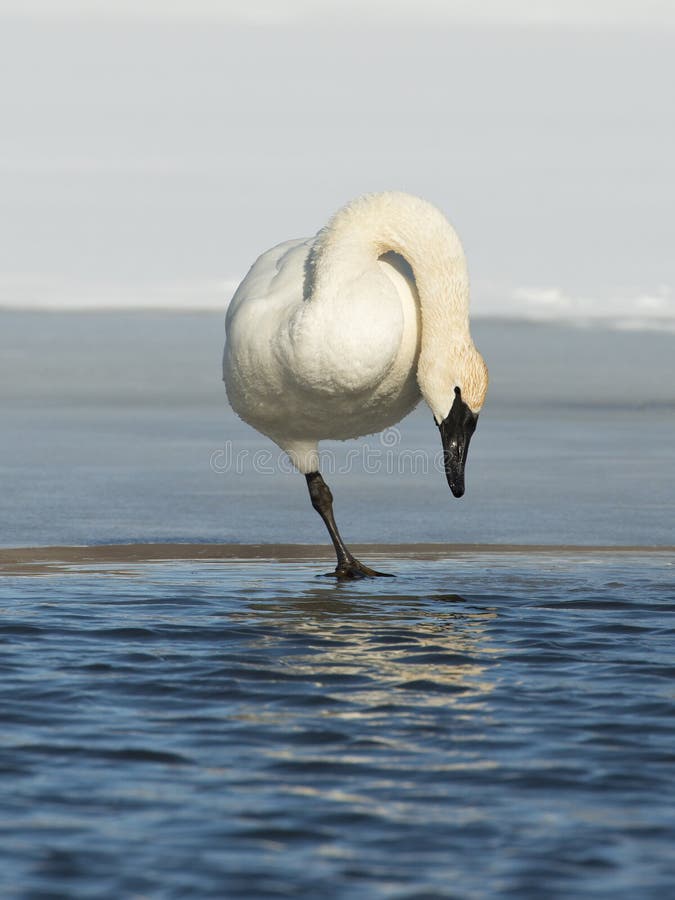 Swan Standing on one leg stock photo. Image of wetland - 29905216