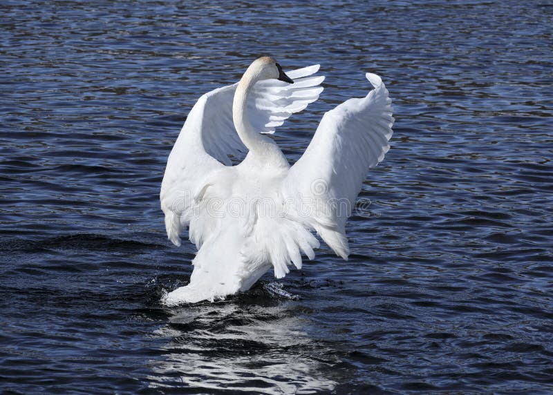 234 Swan Wings Front Stock Photos - Free & Royalty-Free Stock Photos ...