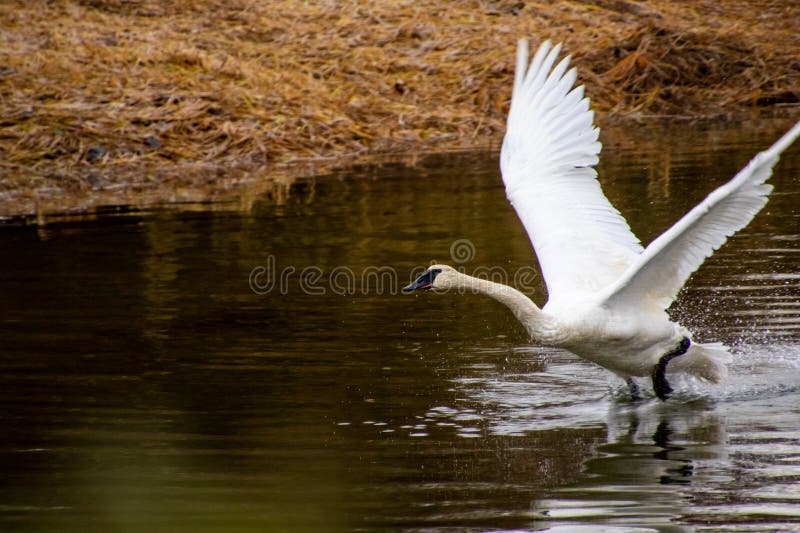 A Trumpeter Swan Taking Off Stock Image - Image of beauty, wild: 269461215