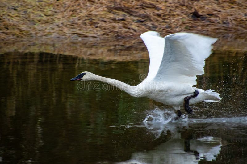 A Trumpeter Swan Taking Off Stock Image - Image of plumage, wild: 269461223