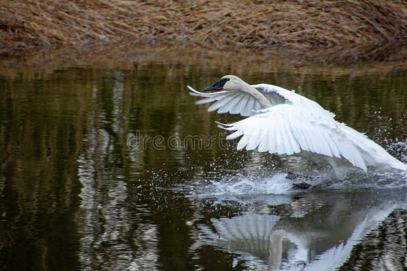 A Trumpeter Swan Taking Off Stock Photo - Image of beautiful, wings ...