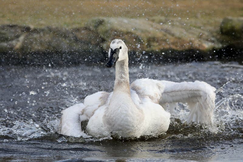 Trumpeter Swan stock photo. Image of beautiful, beauty - 111810710