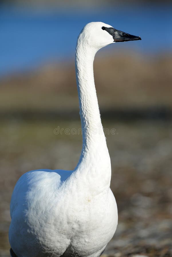 Trumpeter Swan with Up Stretched Neck, Canada Stock Photo - Image of ...