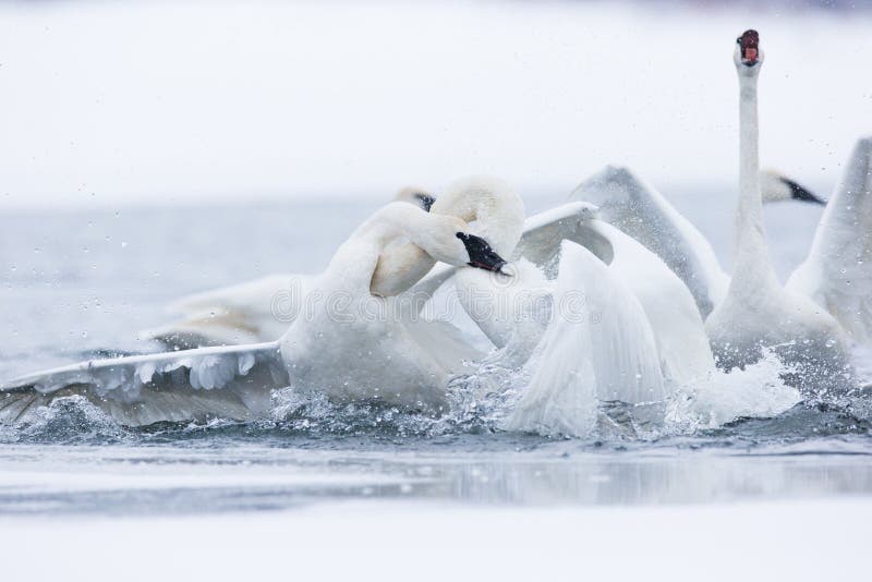 Trumpeter swans fighting stock photo. Image of fighting - 84628642