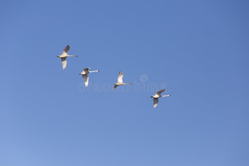 Flying Trumpeter Swans stock image. Image of animal - 153524247