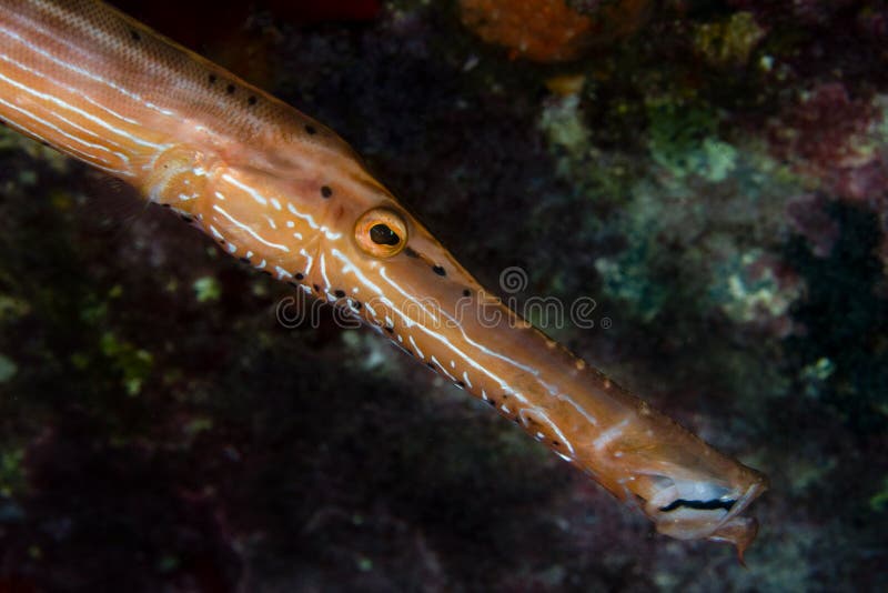 Trumpetfish stock photo. Image of trumpet, nature, close - 14856582