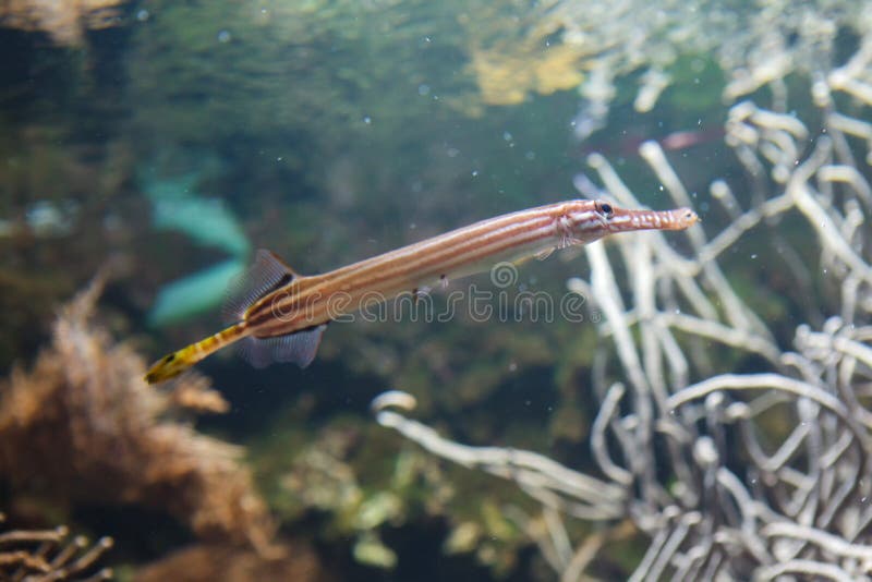 Trumpetfish Aulostomus Maculatus Stockfoto - Bild von tropisch, golf ...