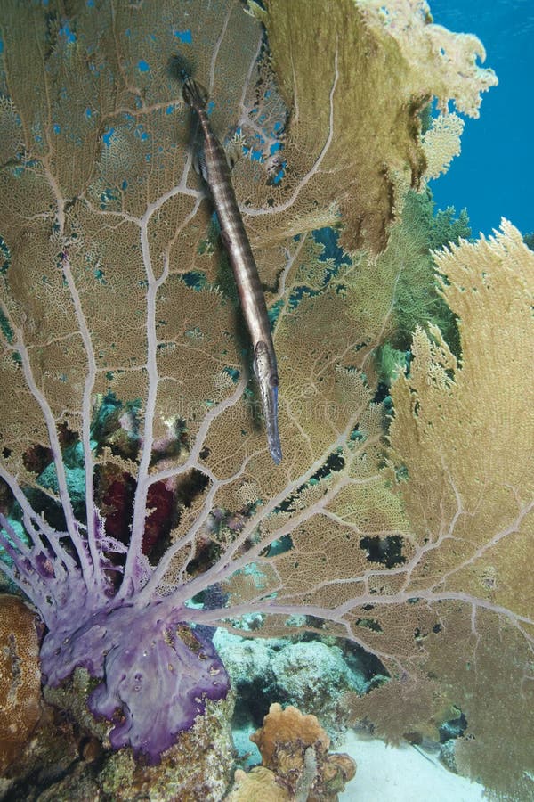 Trumpetfish and Common Sea Fan Stock Image - Image of animal, diving ...