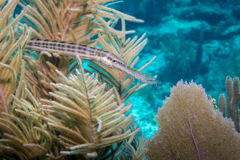 Trumpetfish stock photo. Image of reef, aulostomus, largo - 96434146