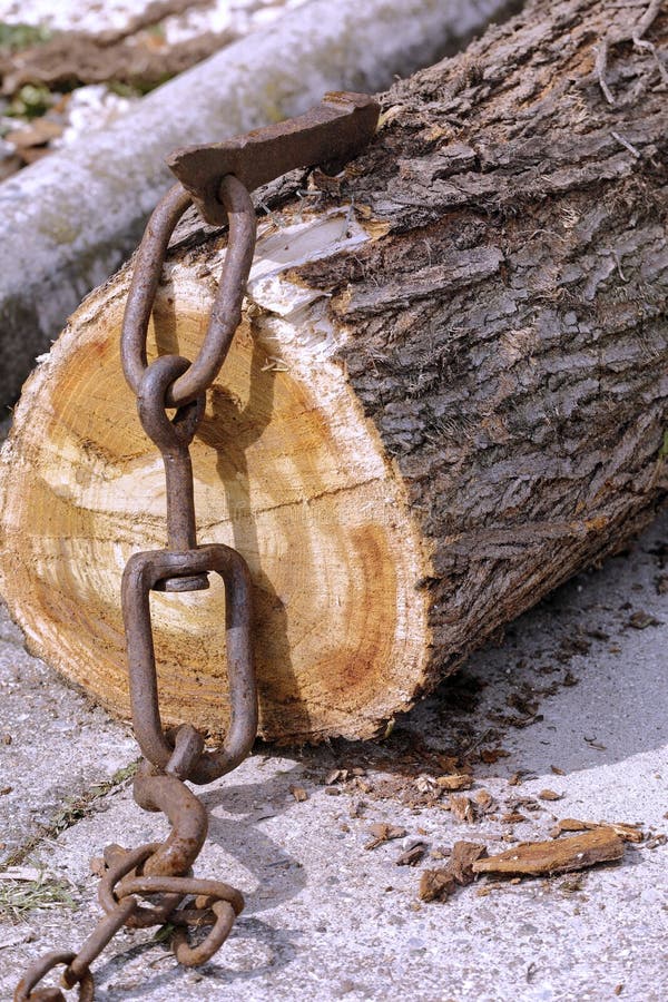 Truncated Tree Trunk Hooked To a Chain Stock Image - Image of arborist ...