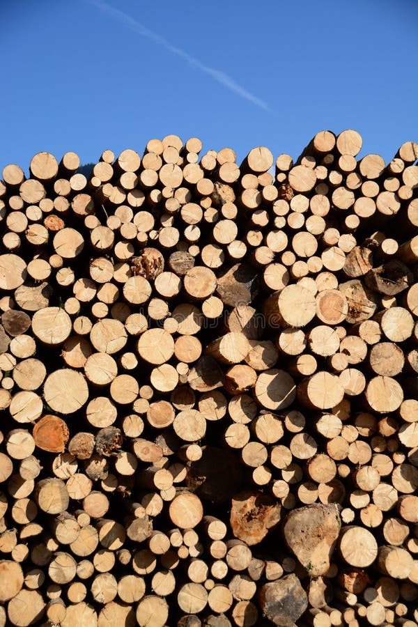 Truncated trees stock photo. Image of stacking, truncated - 48077346