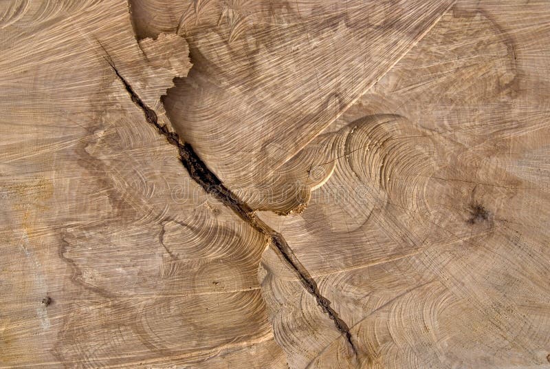 Cut trunk section stock image. Image of industry, aged - 56434361