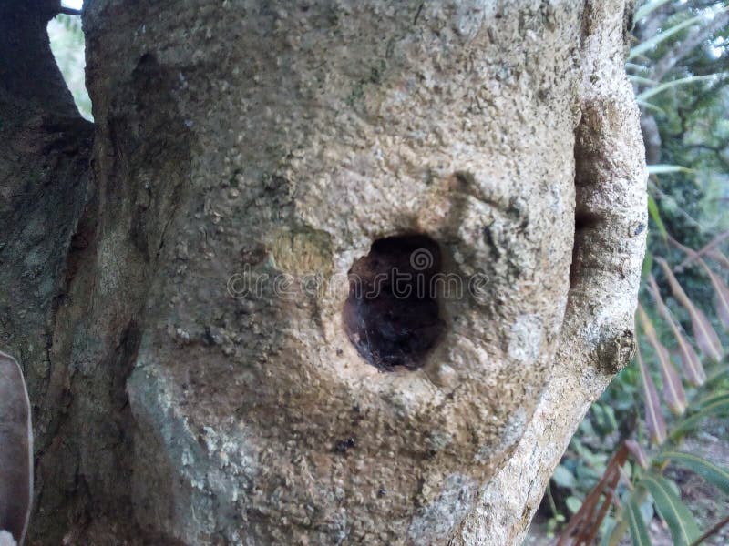 The trunck is with a cave stock photo. Image of leaf - 209399060