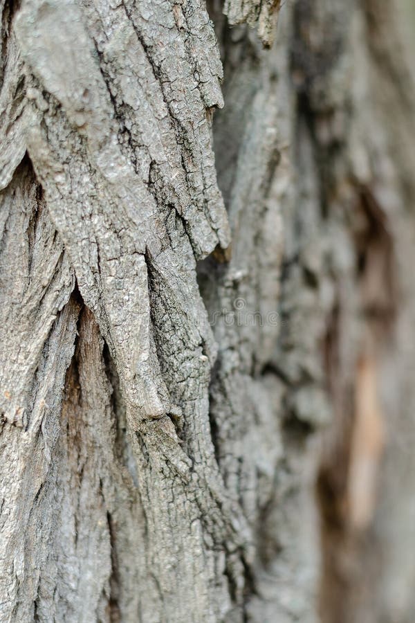 The Trunk of an Acacia Tree. the Texture of the Bark Stock Photo ...