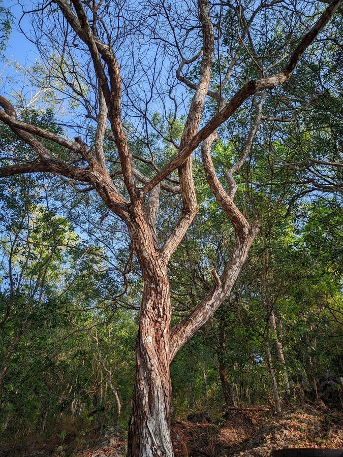 The Trunk of an Acacia Tree with a Unique Shape that is in the Middle ...