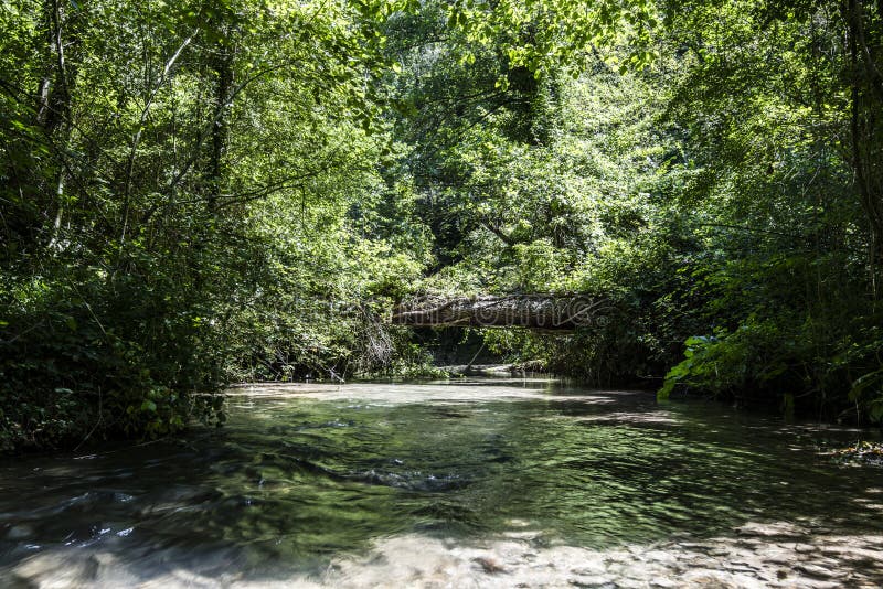 Trunk across a river stock image. Image of adventure - 75442043