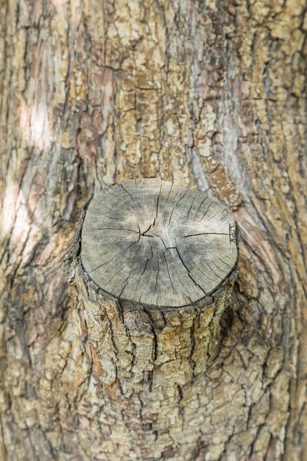 Pear Tree Trunk Cross Section Stock Image - Image of pear, natural ...