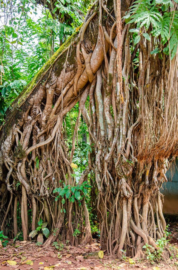 Banyan Tree Trunk and Roots Stock Image - Image of root, park: 332772285