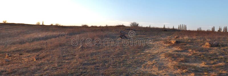 The Trunk of an Ancient Petrified Tree Stock Image - Image of forest ...