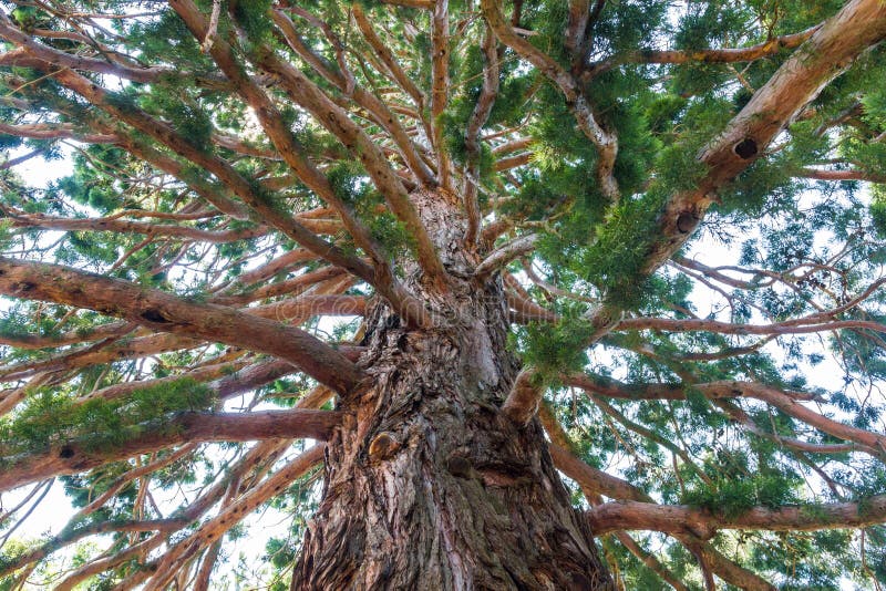 The Trunk of the Ancient Redwoods Stock Photo - Image of gigantic, park ...