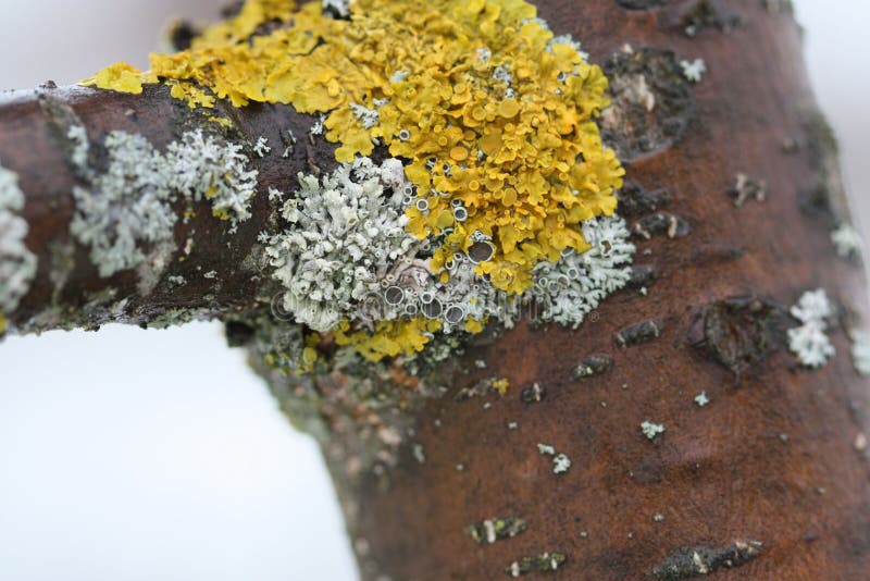 The Trunk of an Apple Tree with Beautiful Lichen Stock Image - Image of ...