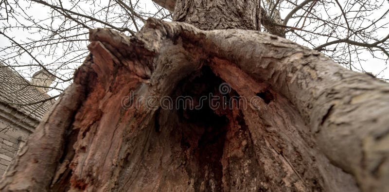 Rotten Inside and Out stock photo. Image of ponderosa - 202528250