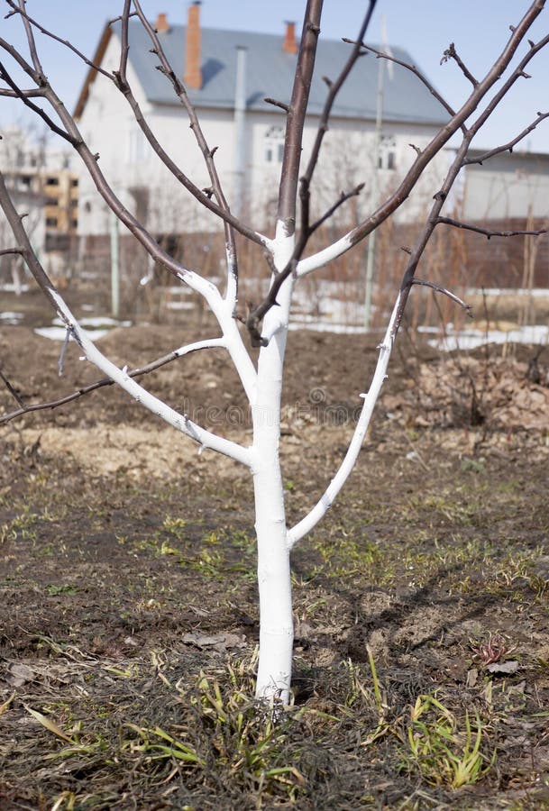 The Trunk of Apple Trees Whitewashed Stock Image - Image of action ...