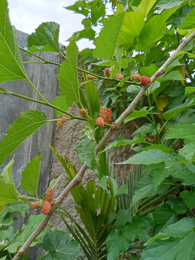 Arben Tree Stock Photos - Free & Royalty-Free Stock Photos from Dreamstime