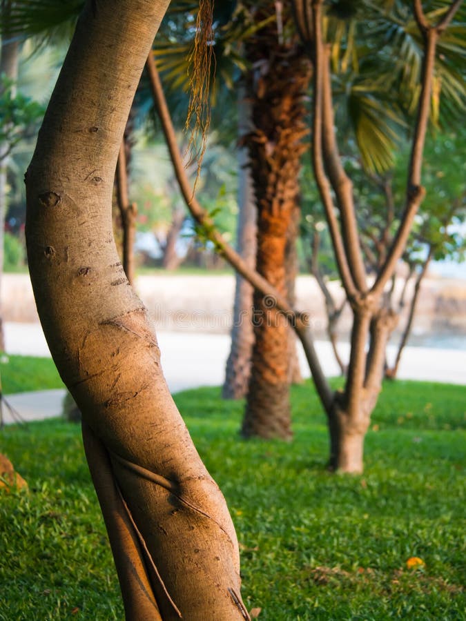 Arch tree stock photo. Image of summer, rain, beautiful - 63574706