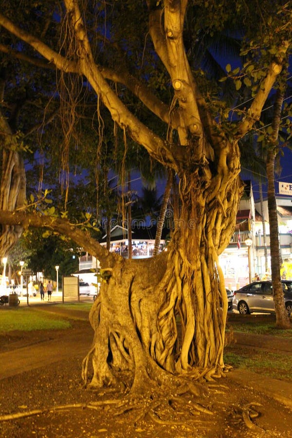 A Trunk of a Banyan Tree with Multiple Prop Roots and Branches in ...