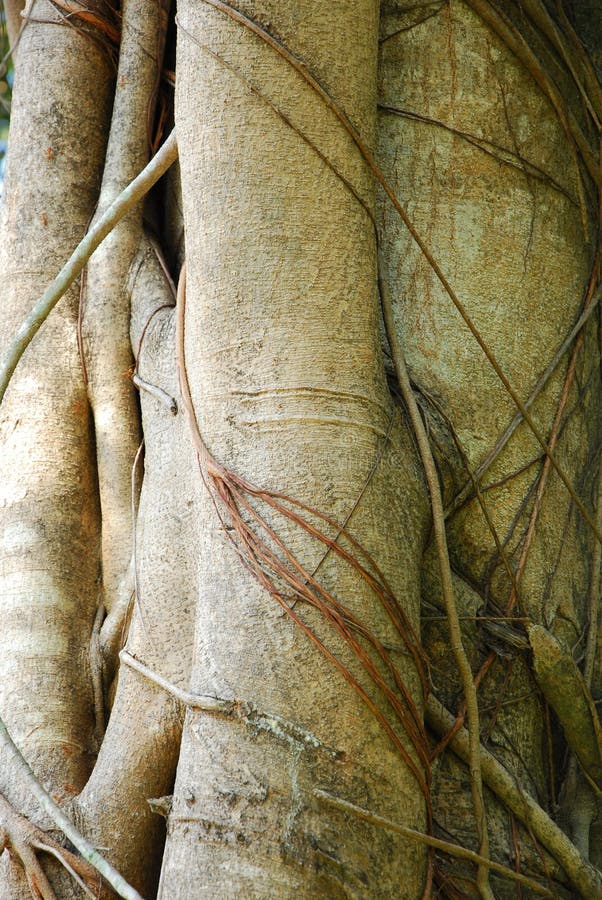 Trunk of banyan tree stock image. Image of sign, pattern - 30556723