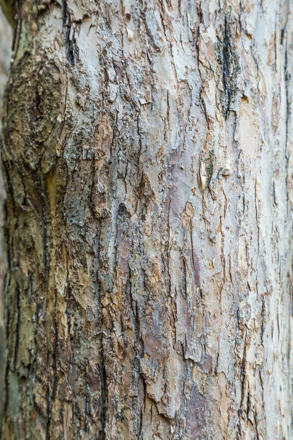 Apple tree bark stock image. Image of apple, green, broken - 28102559