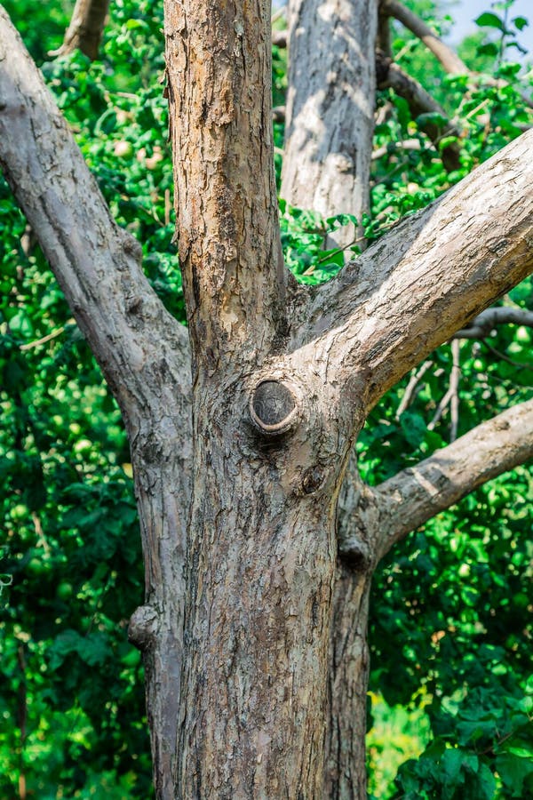 The Trunk And Bark Of An Adult Tree Of Apple. Textured Background Stock ...