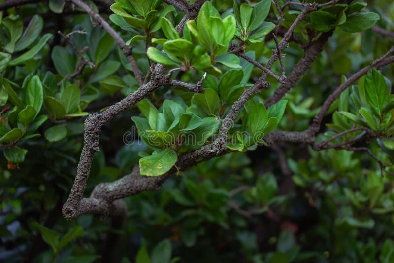 A Trunk Bark and Branches of Trees with Fresh Green Foliage. Stock ...