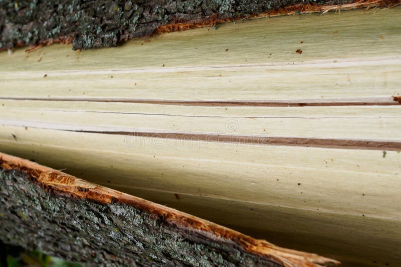 The Trunk and Bark of a Broken Tree. Concept: the Consequences of Bad ...