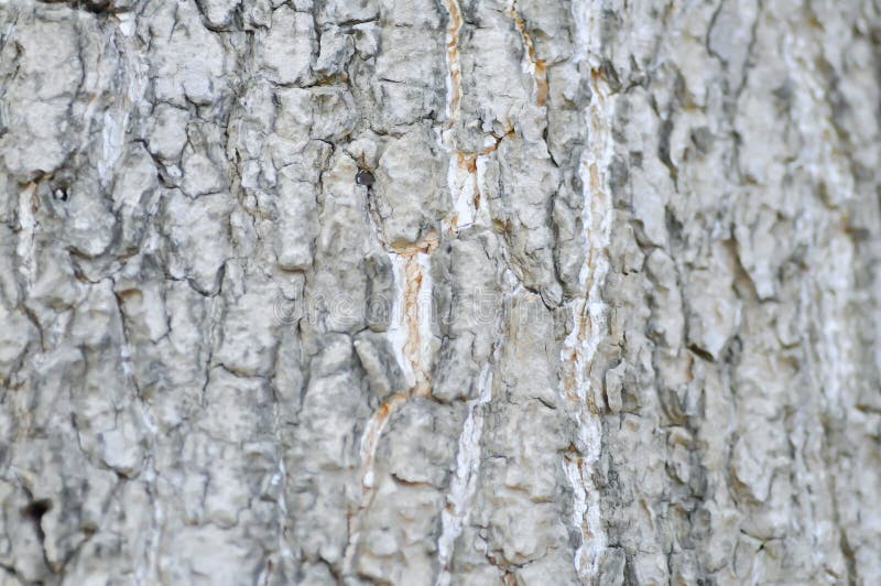 Trunk and Bark or Dita, Devil Tree or Alstonia Scholaris Stock Photo ...