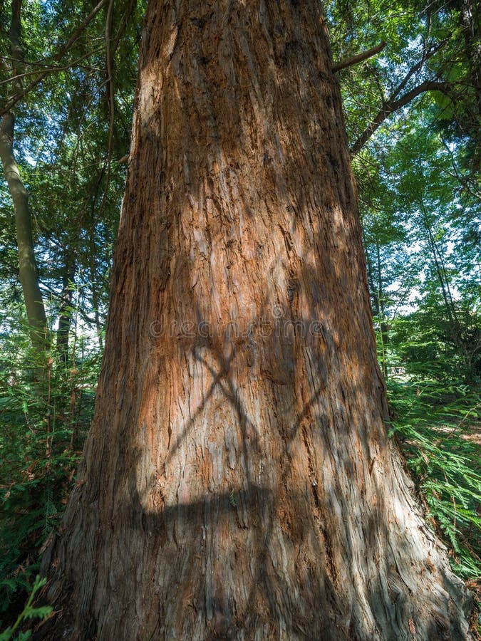 The Trunk and Bark of Evergreen Sequoia Stock Image - Image of forest ...