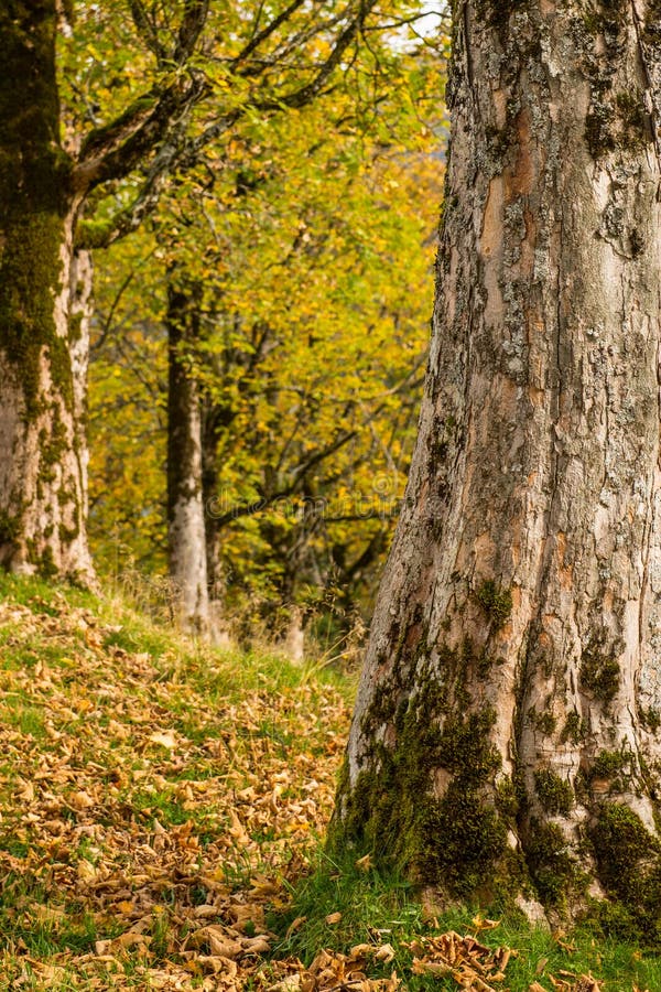 Trunk of a Maple Tree Bonsai Stock Image - Image of moos, tree: 16116005