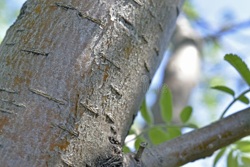 Trunk and Bark of a Rowan Tree in the Afternoon Close-up Stock Photo ...