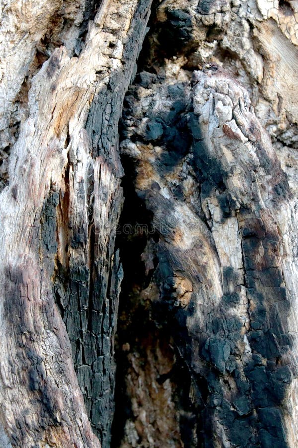 The Trunk of the Bark of a Tree after a Lightning Strike. Stock Photo ...